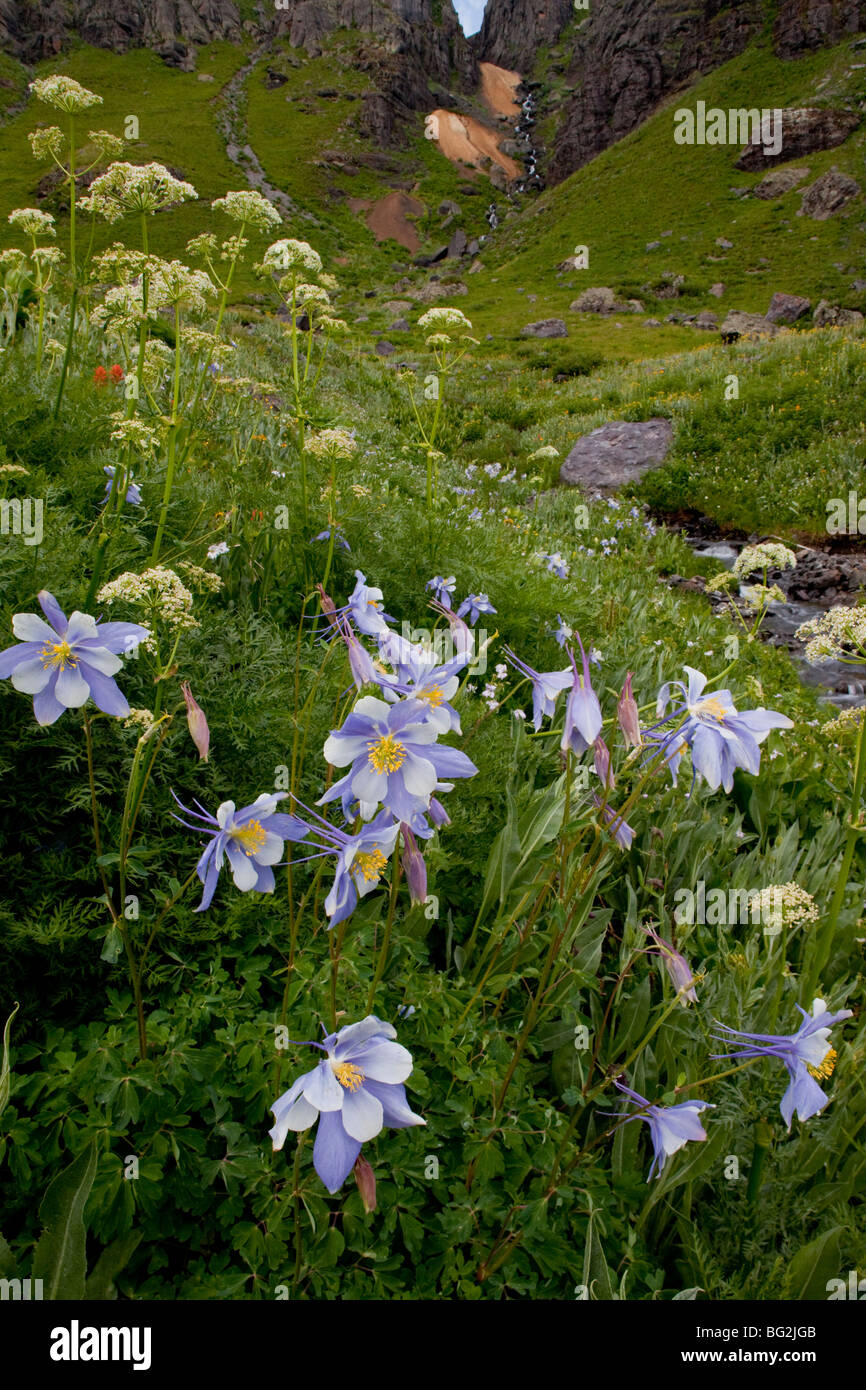Blue columbine Aquilegia coerulea and other alpine flowers at Ice Lake ...