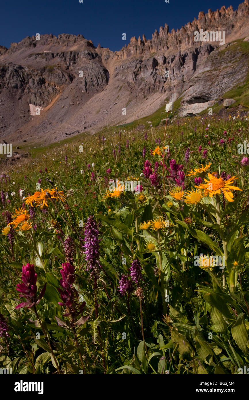 Alpine flowers hi-res stock photography and images - Alamy