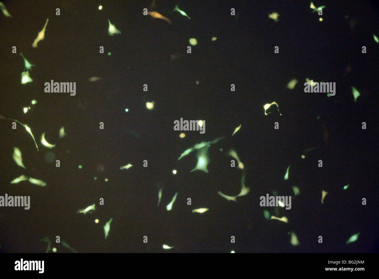 Green fluorescent protein gfp hi-res stock photography and images - Alamy