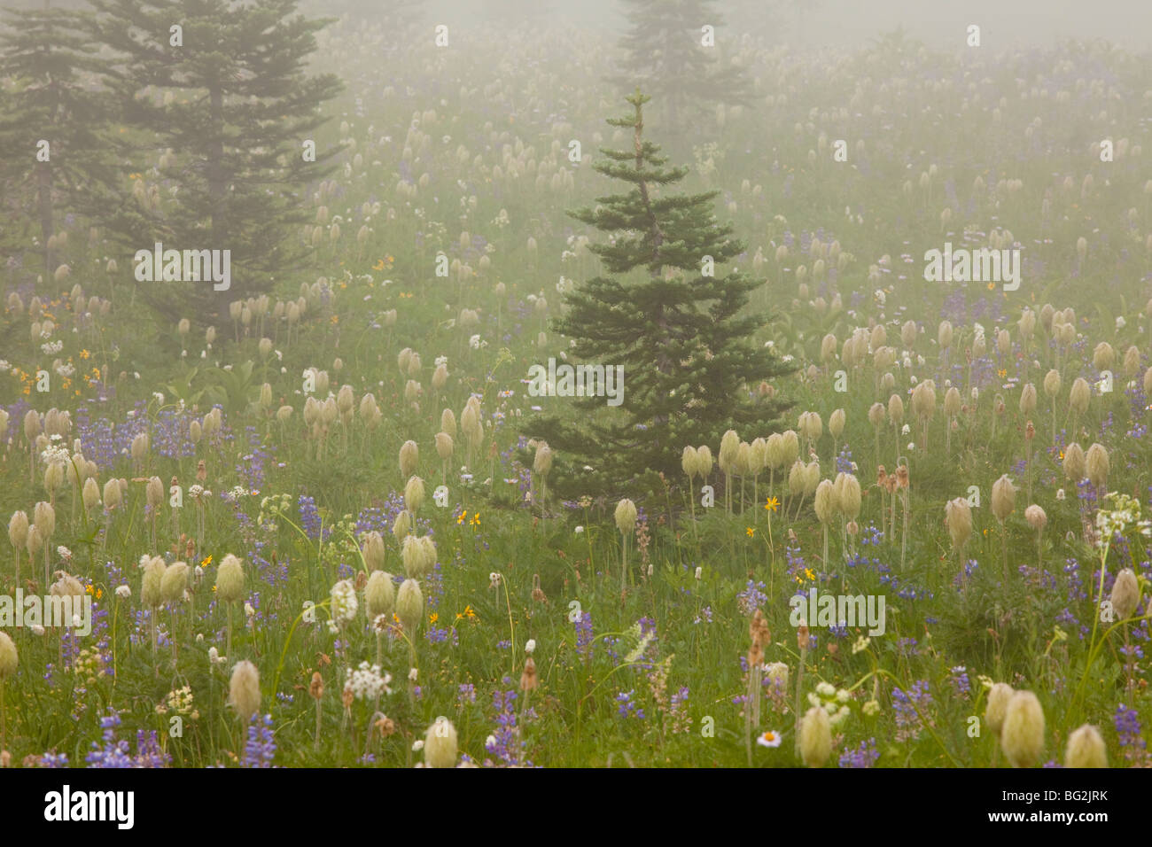 Spectacular summer alpine flowers including the seed heads of Western ...