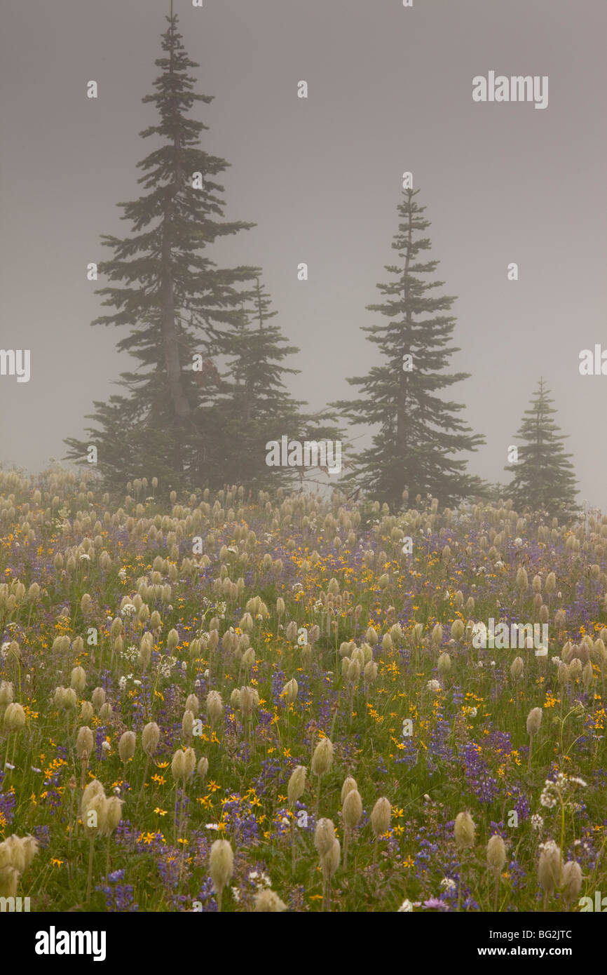 Spectacular summer alpine flowers including the seed heads of Western ...