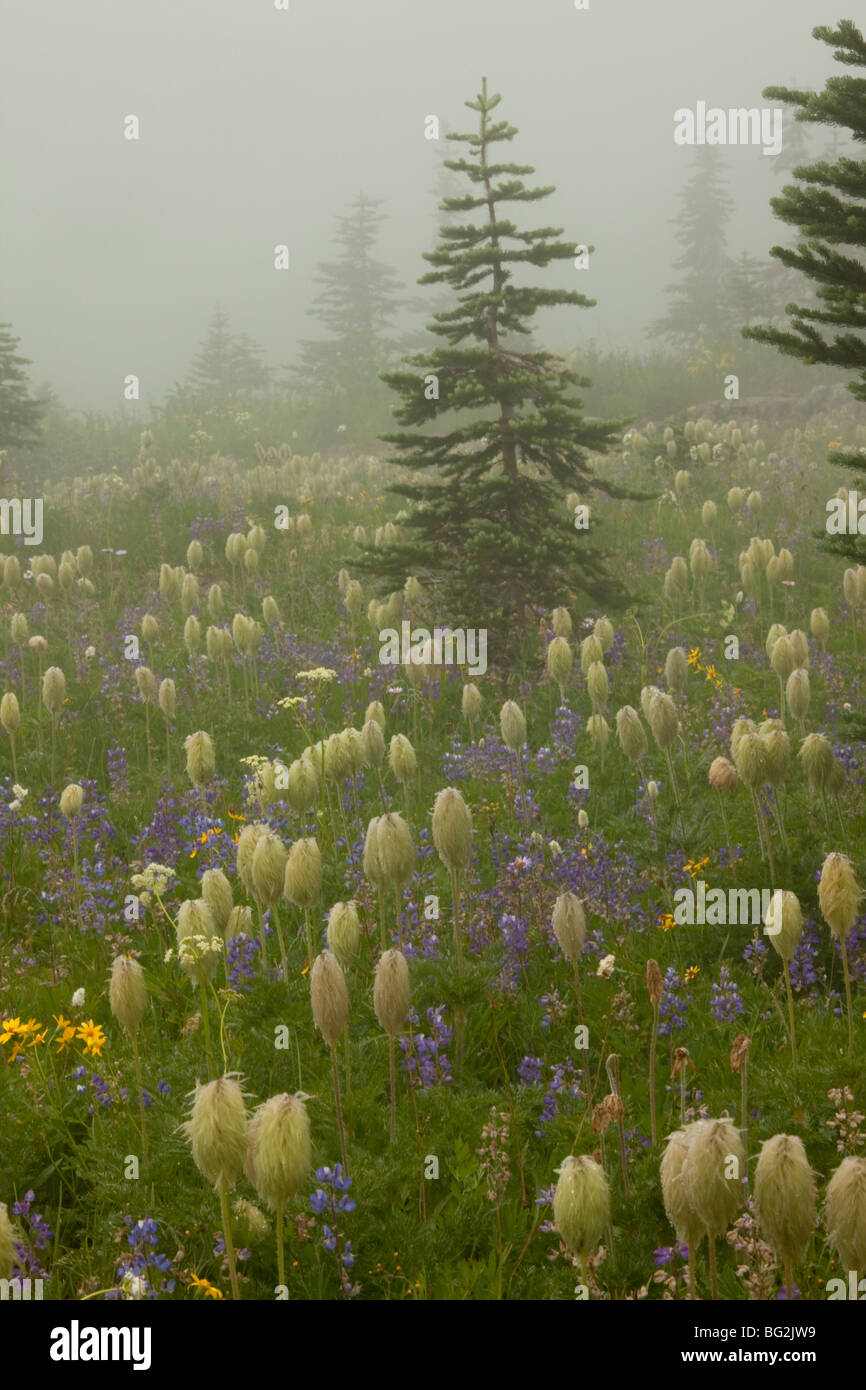 Spectacular summer alpine flowers including the seed heads of Western ...