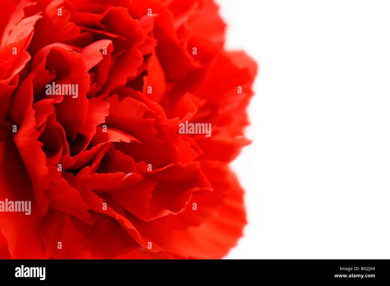 Dianthus caryophyllus red garden hi-res stock photography and images ...