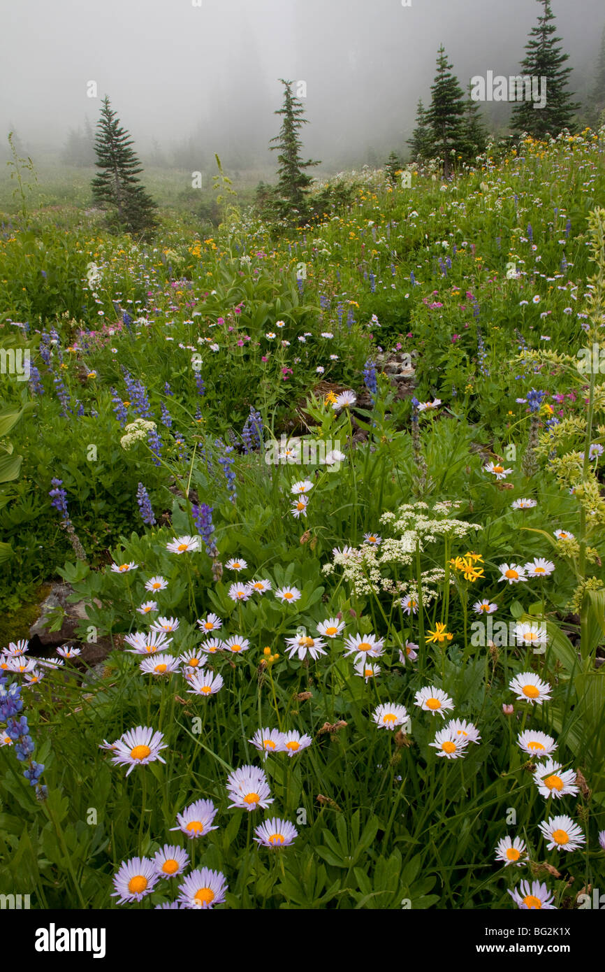 Mountain Daisy Erigeron peregrinus and masses of other alpine flowers ...