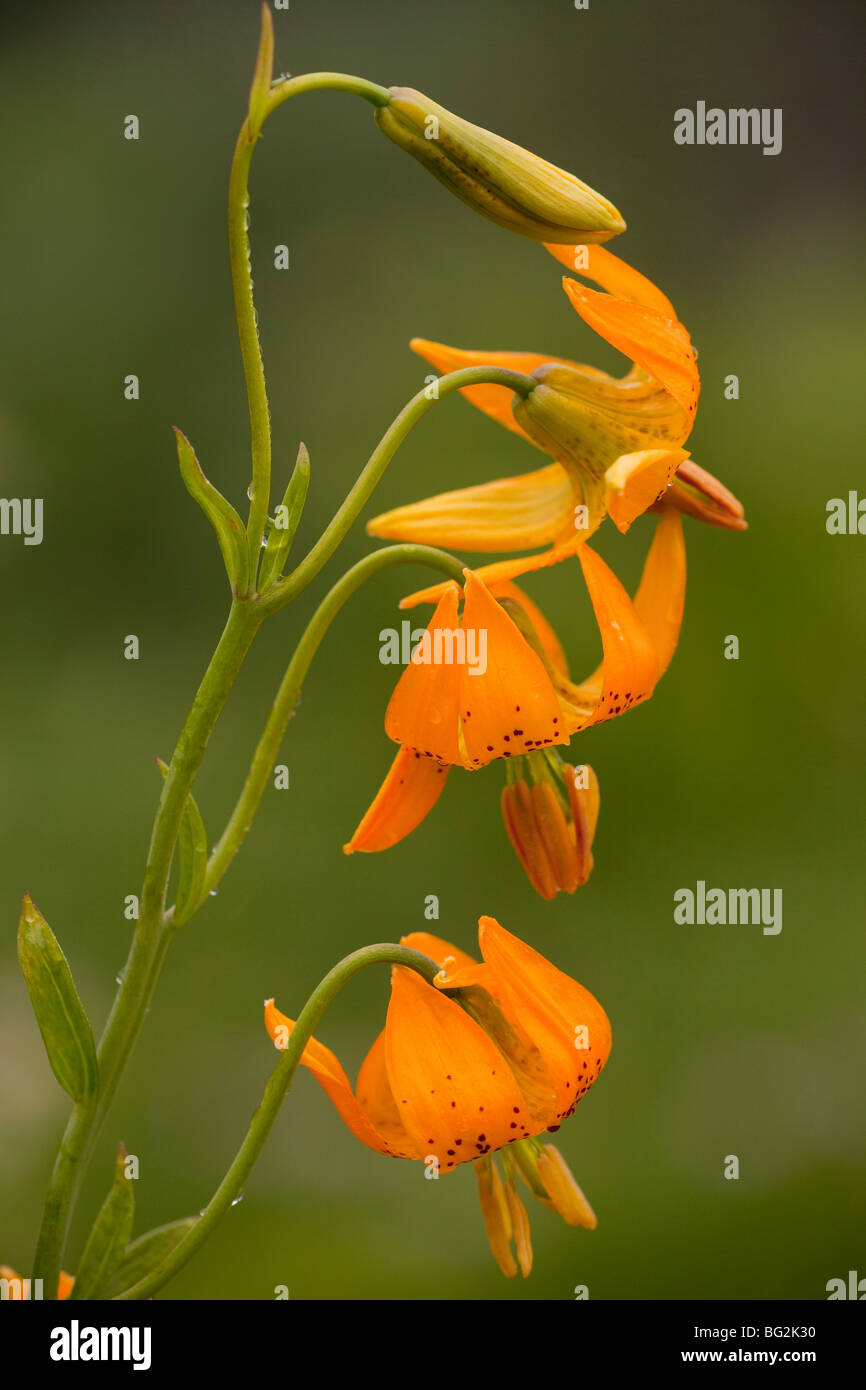 Columbia Lily Lilium columbianum, Mount Rainier National Park ...
