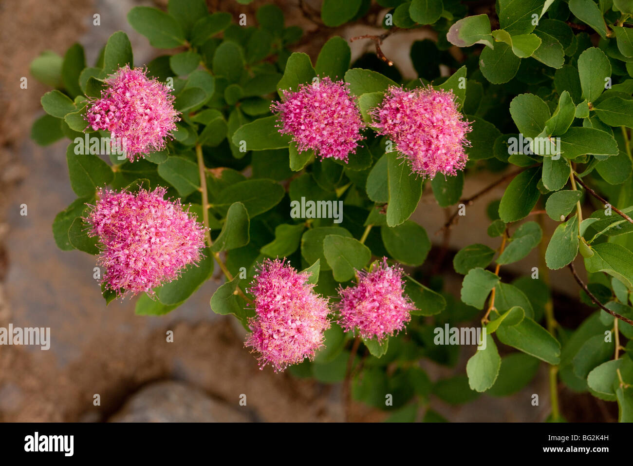 Rosy Spirea or Subalpine Spirea Spiraea splendens var. splendens, Mount ...