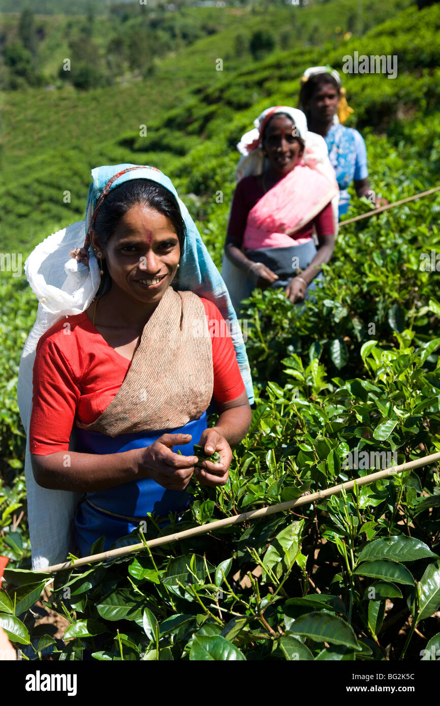 Tamil tea pluckers, Nuwara Eliya, Sri Lanka Stock Photo - Alamy