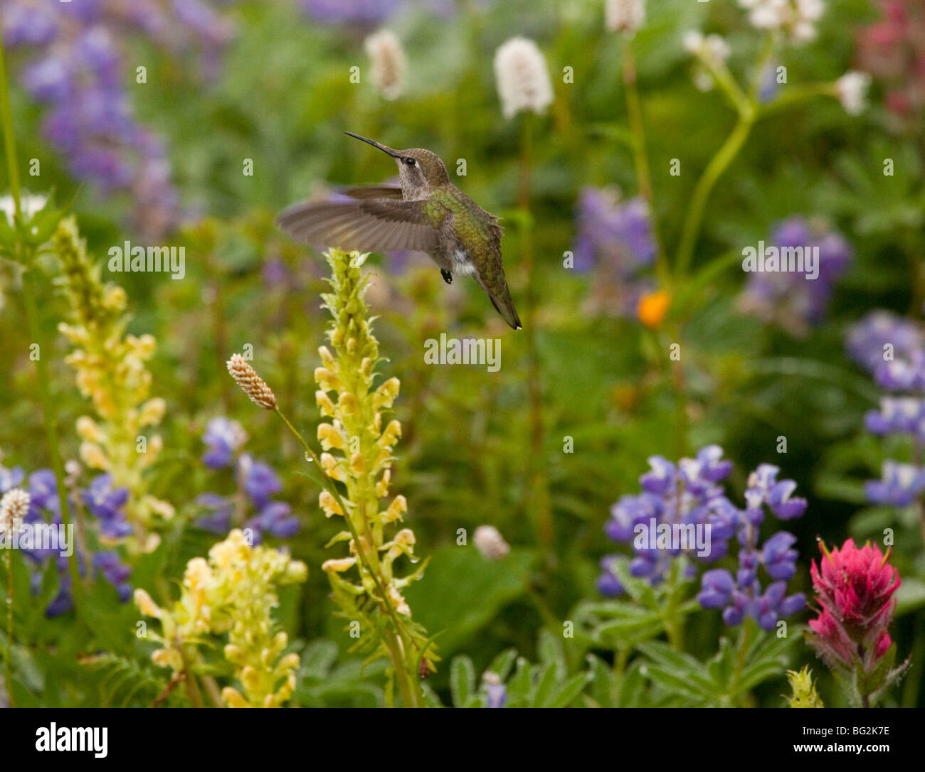 Calliope Hummingbird Stellula calliope visiting louseworts in Mount ...