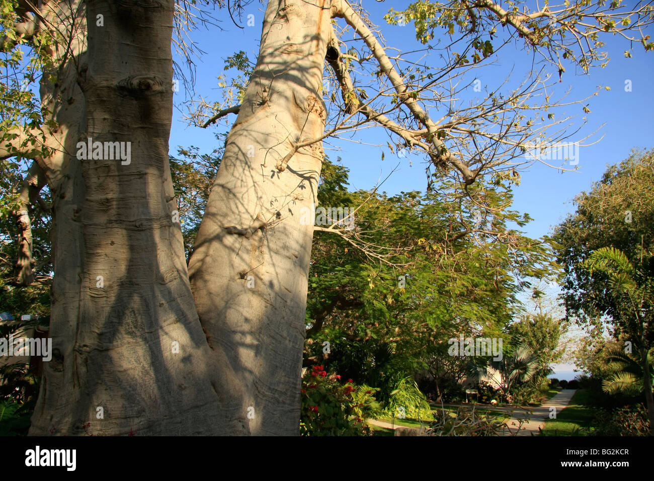 Israel, Judean desert. Baobab tree in Kibbutz Ein Gedi by the Dead Sea ...