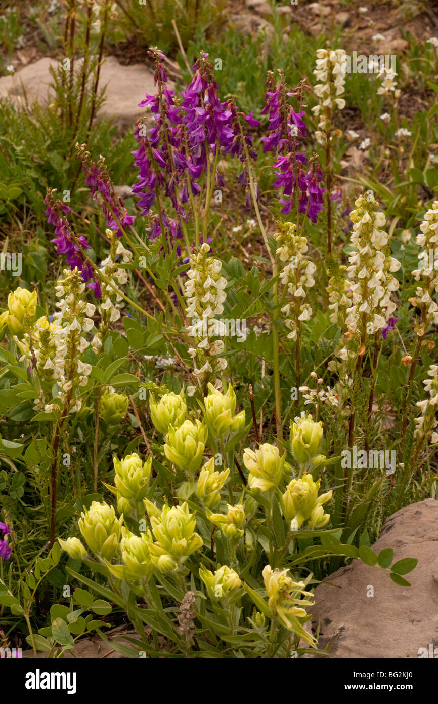 Alpine flowers - Western Paintbrush Castilleja occidentalis, Northern ...