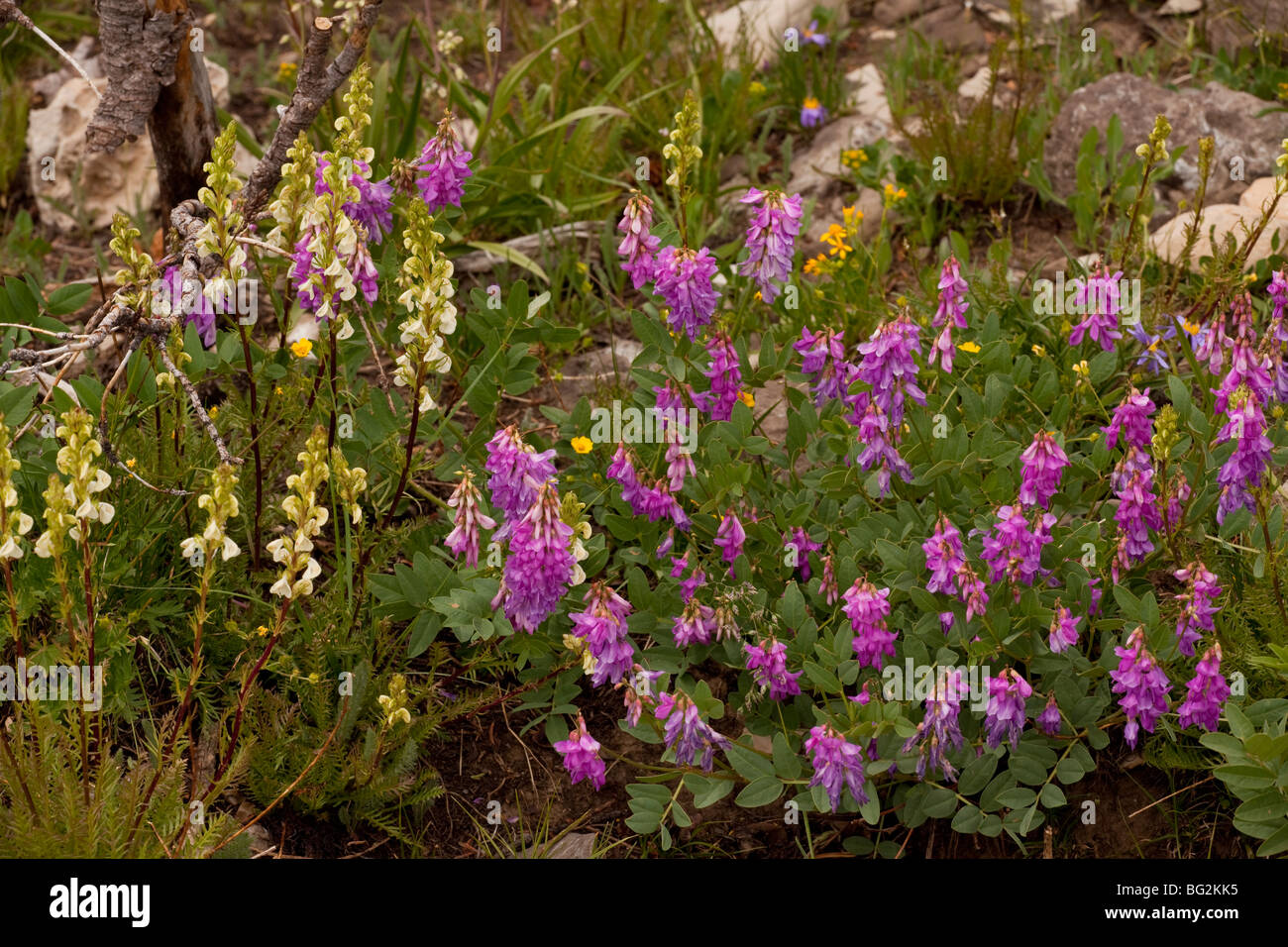Hedysarum boreale hi-res stock photography and images - Alamy