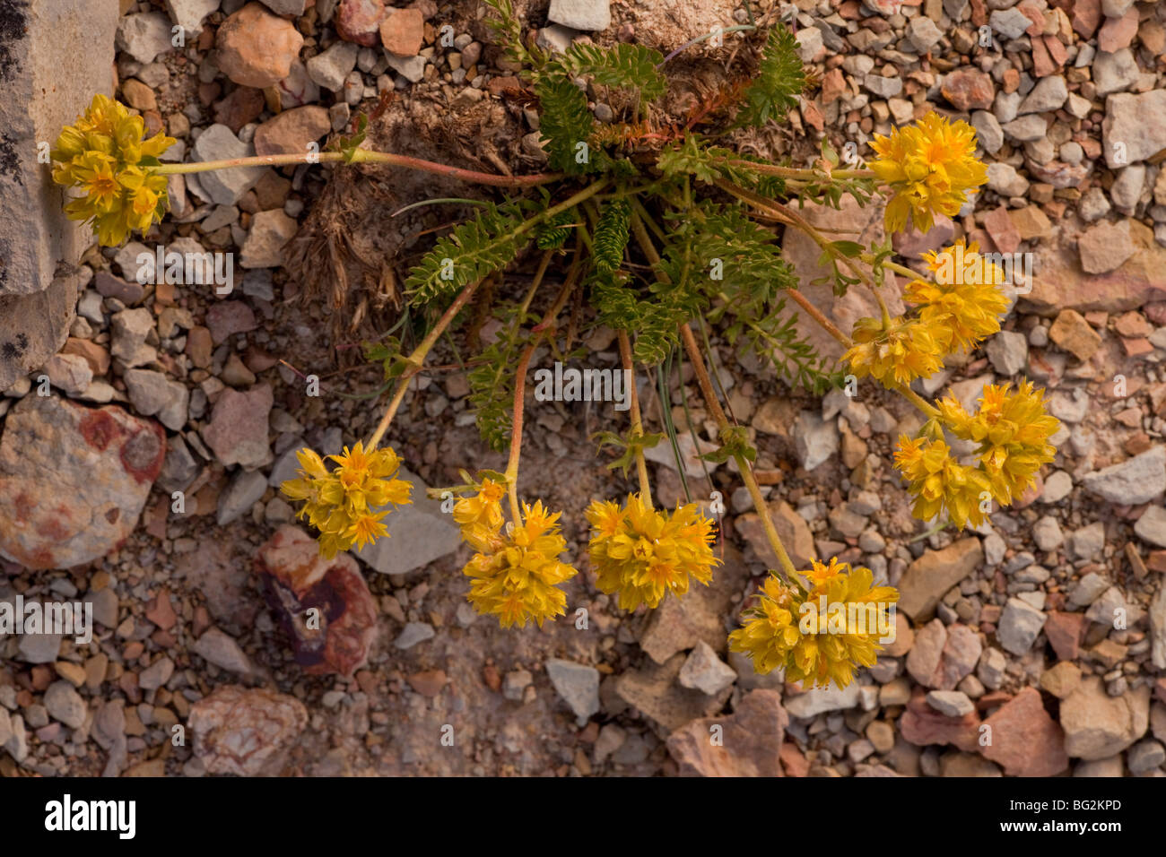 Ivesia gordonii hi-res stock photography and images - Alamy