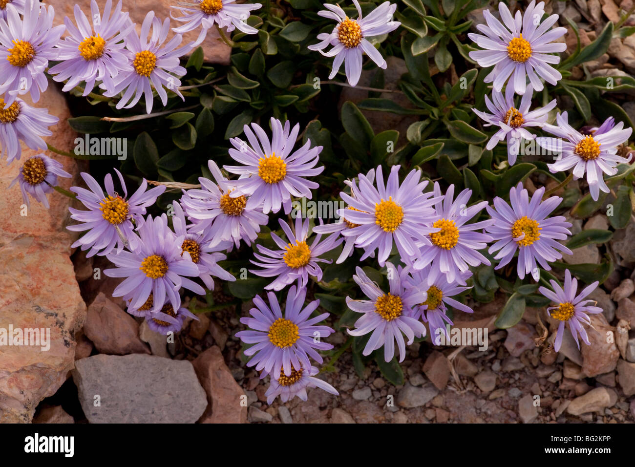 Aster alpigenus hi-res stock photography and images - Alamy