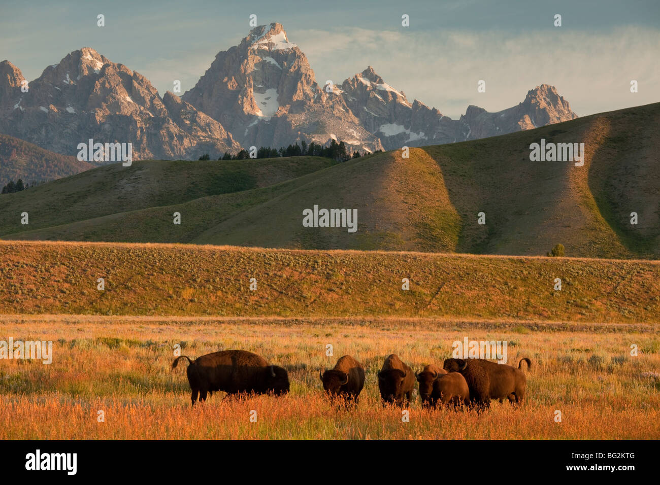 Herd of American Bison or Buffalo Bison bison, in grasslands, Grand ...