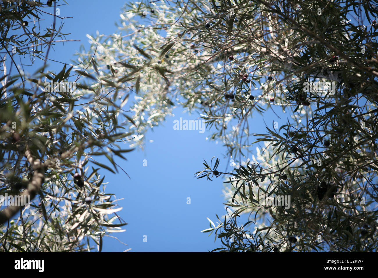 Olive tree view hi-res stock photography and images - Alamy