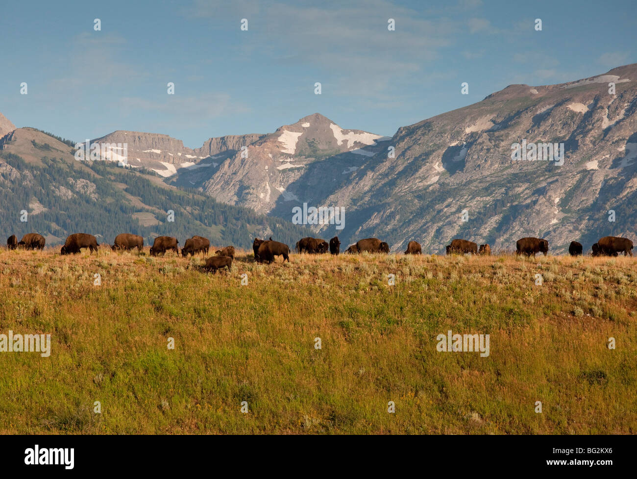 Herd of American Bison or Buffalo Bison bison, in grasslands, Grand ...