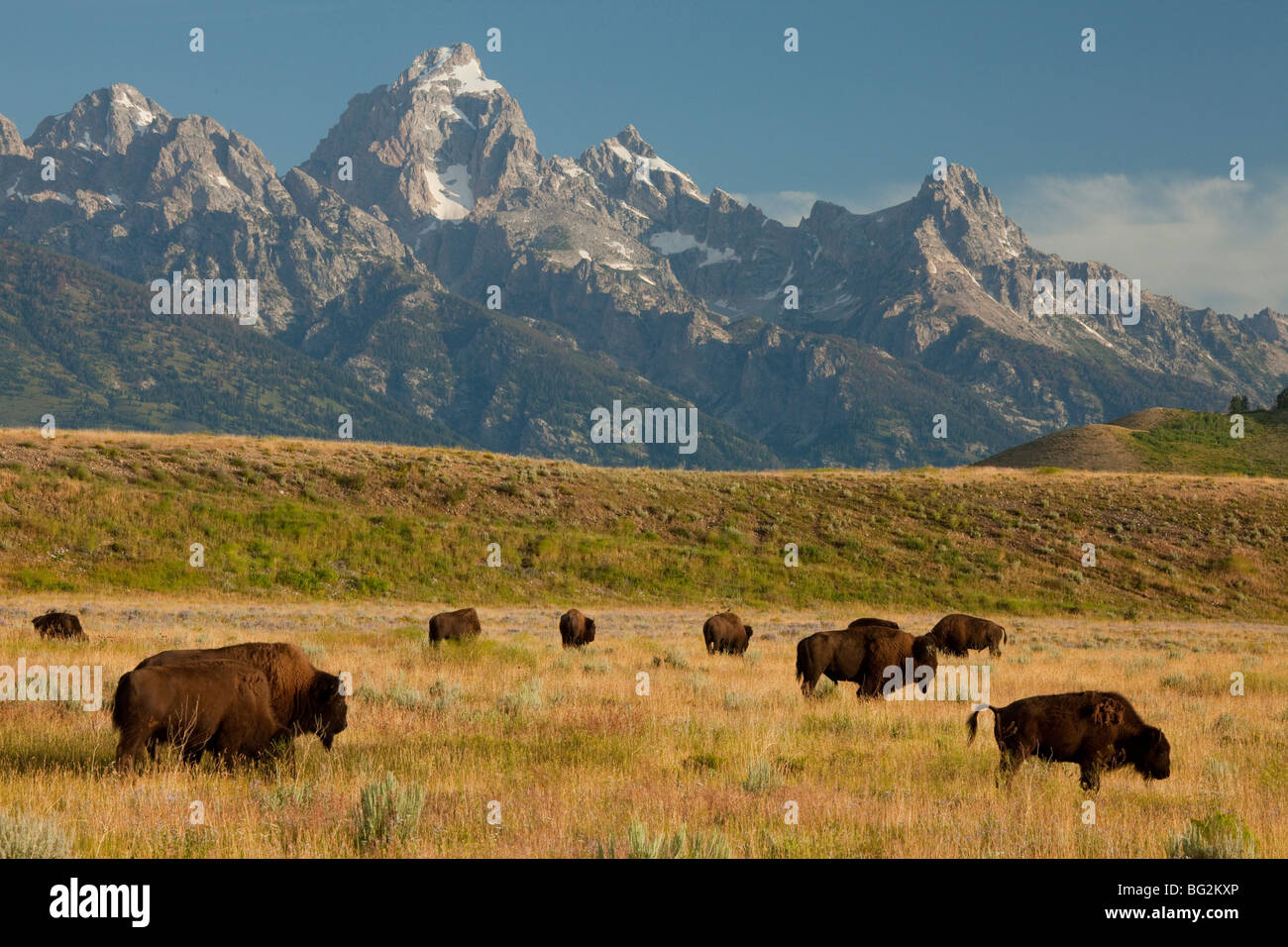 Herd of American Bison or Buffalo Bison bison, in grasslands, Grand ...