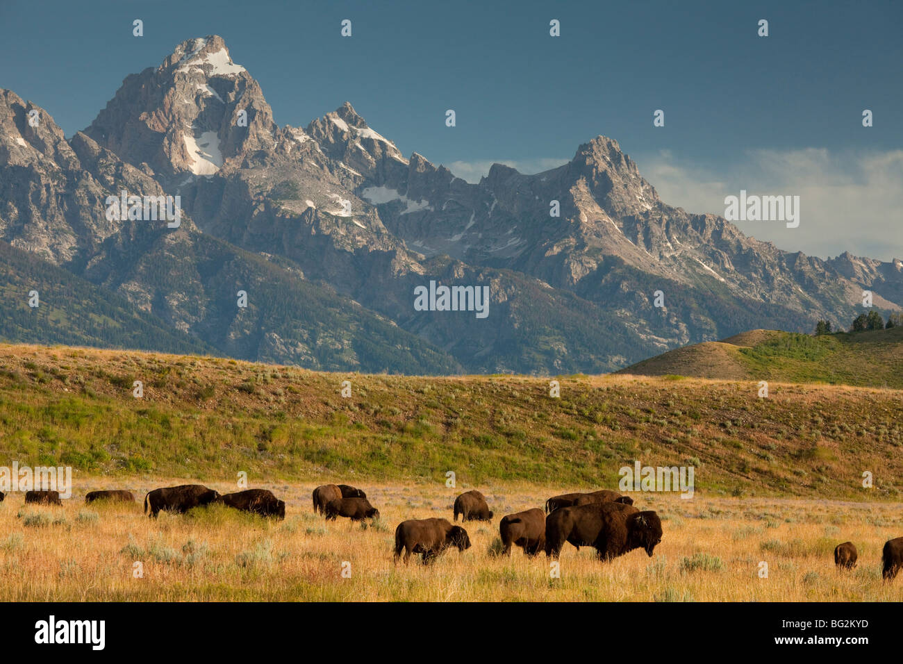 Herd of American Bison or Buffalo Bison bison, in grasslands, Grand ...