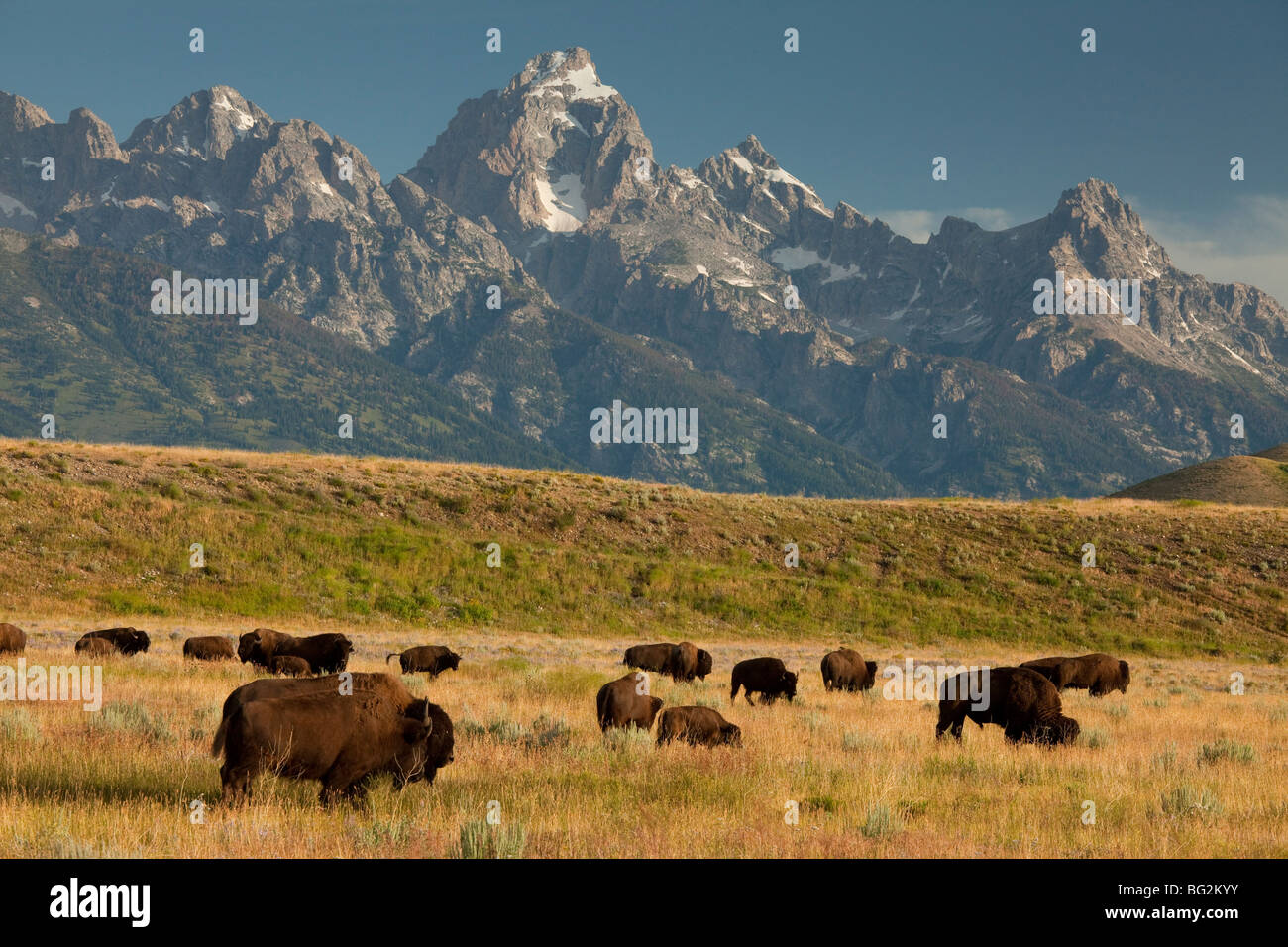 Herd of American Bison or Buffalo Bison bison, in grasslands, Grand ...