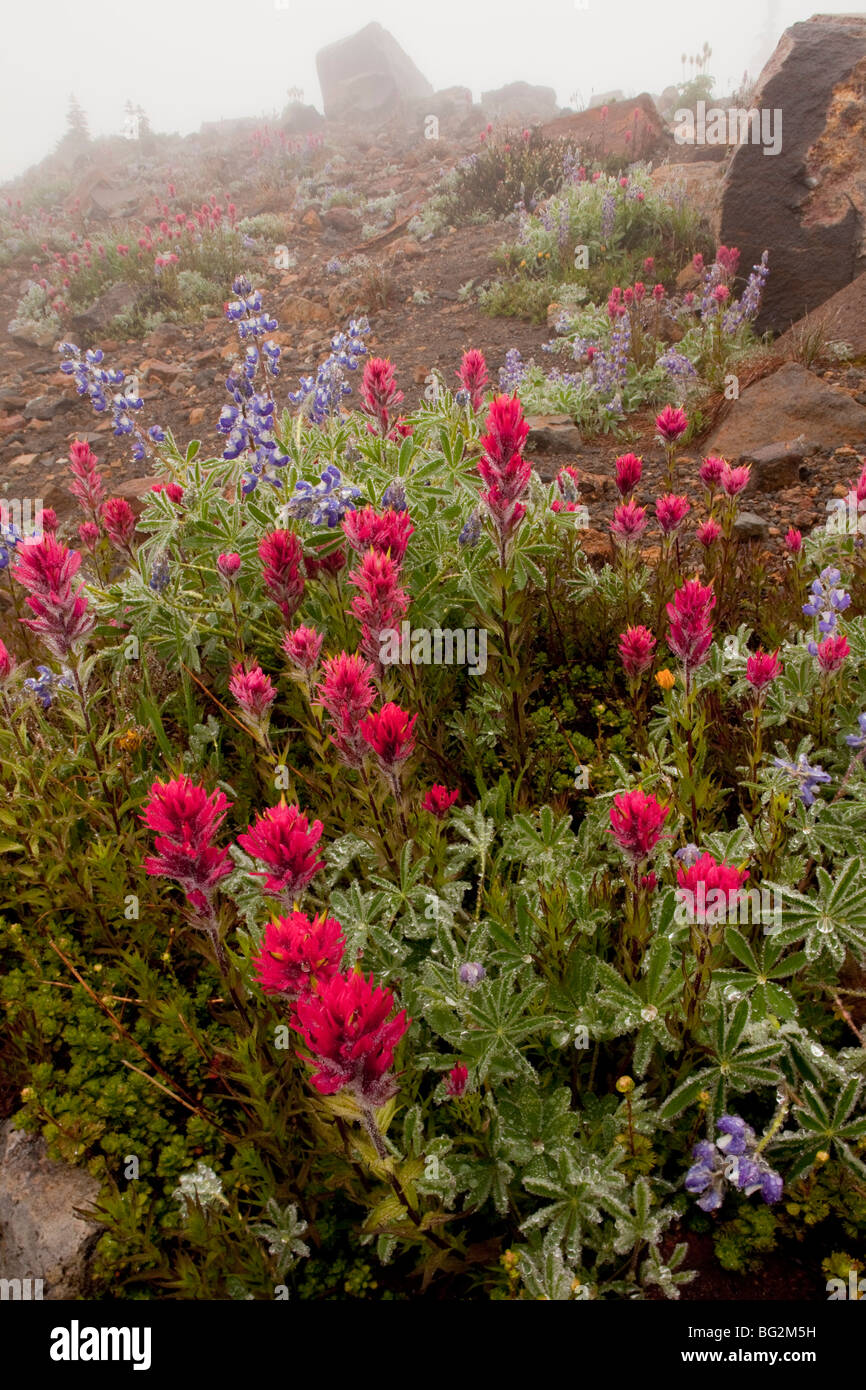 Spectacular summer alpine flowers including Magenta Paintbrush ...