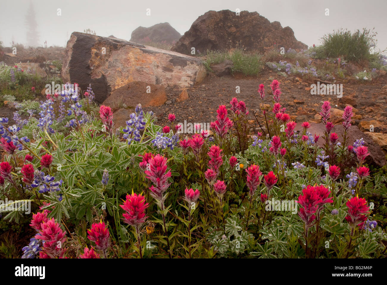 Spectacular summer alpine flowers including Magenta Paintbrush ...