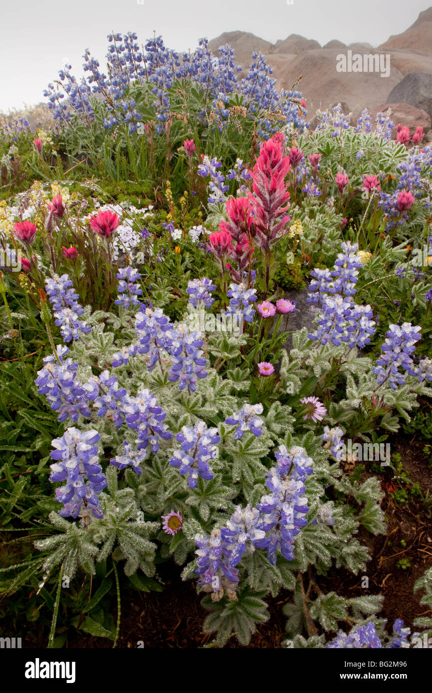 Alpine flowers hi-res stock photography and images - Alamy