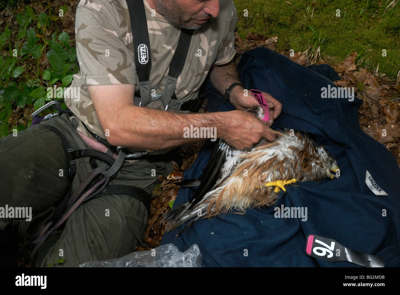 Ringer Tony Cross tagging a Red Kite, Milvus milvus nestling ...
