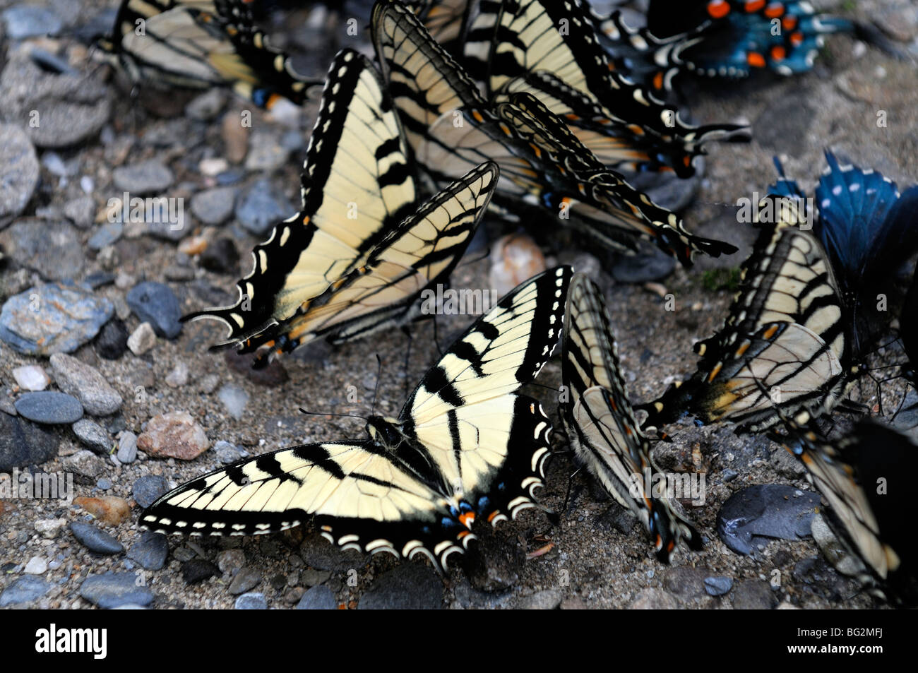 Eastern Tiger Swallowtail Papilio glaucus butterflies gather cades cove ...
