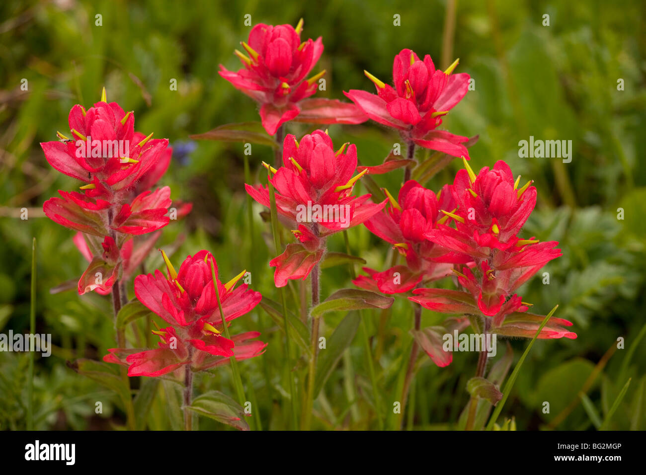 Alpine rosy bells hi-res stock photography and images - Alamy