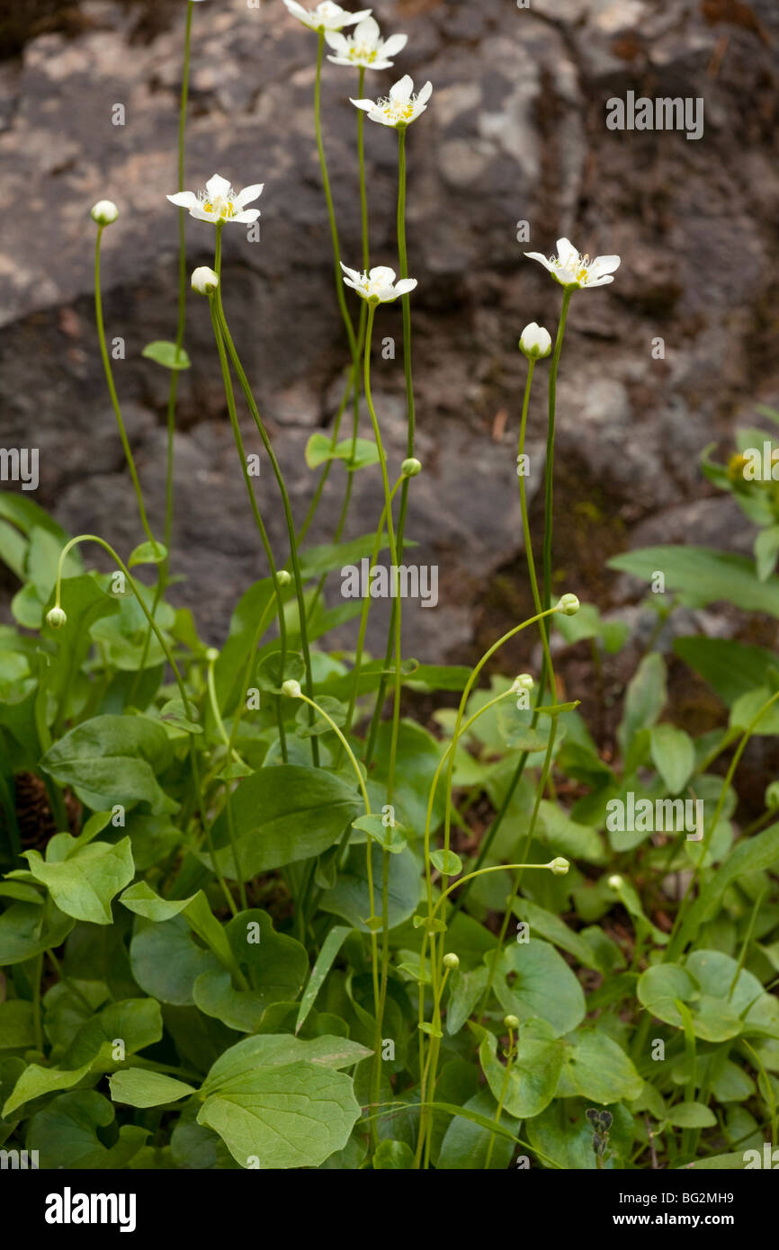 Mount parnassus national park hi-res stock photography and images - Alamy