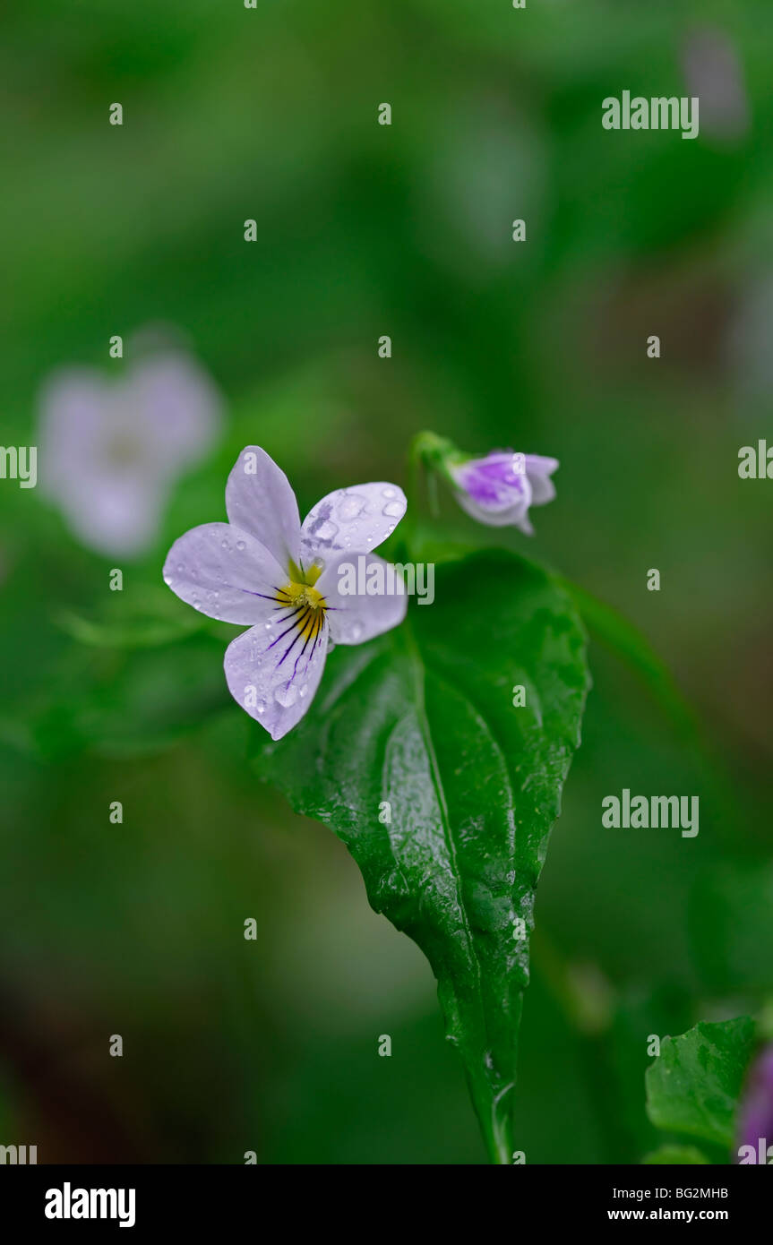 Viola canadensis Canadian white violet Canada Violet tall white spring ...