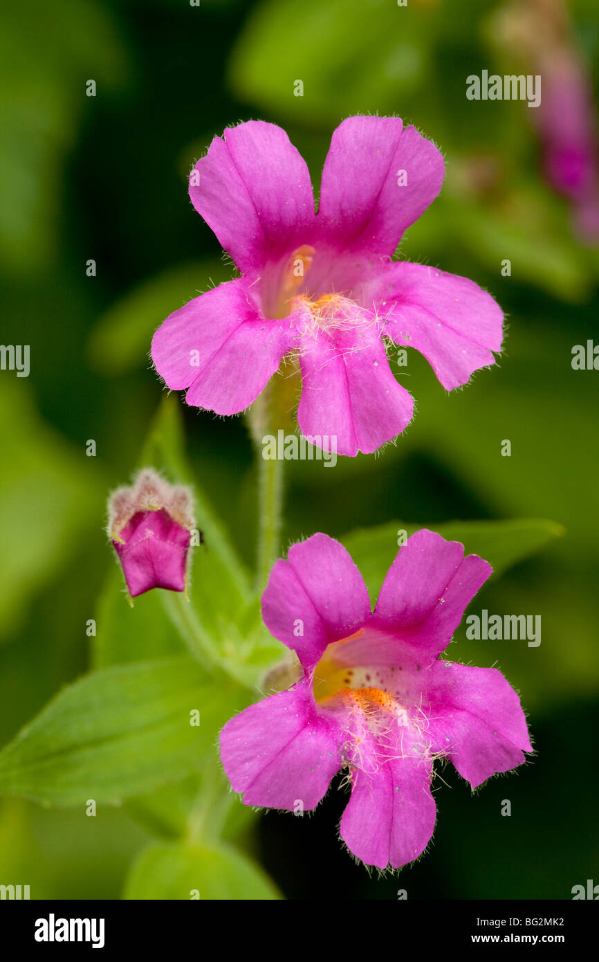 Purple Monkeyflower or Lewis's Monkeyflower Mimulus lewisii, Mount ...