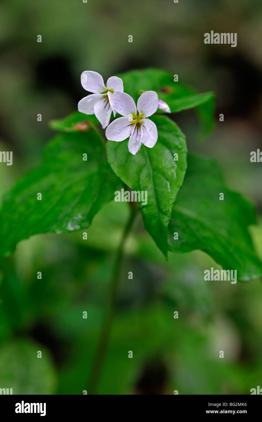 Viola canadensis Canadian white violet Canada Violet tall white spring ...
