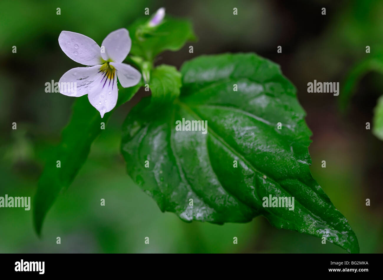 Viola canadensis Canadian white violet Canada Violet tall white spring ...
