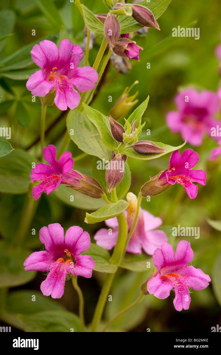 Purple Monkeyflower or Lewis's Monkeyflower Mimulus lewisii, Mount ...