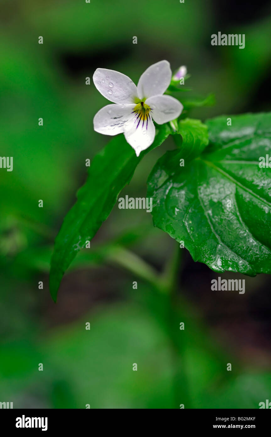 Canadian spring wildflowers hi-res stock photography and images - Alamy