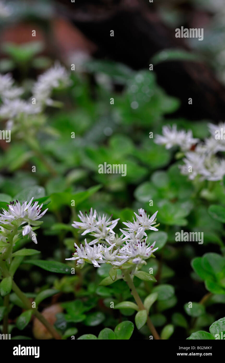 stonecrop wildflower great smoky mountains national park Tennessee ...
