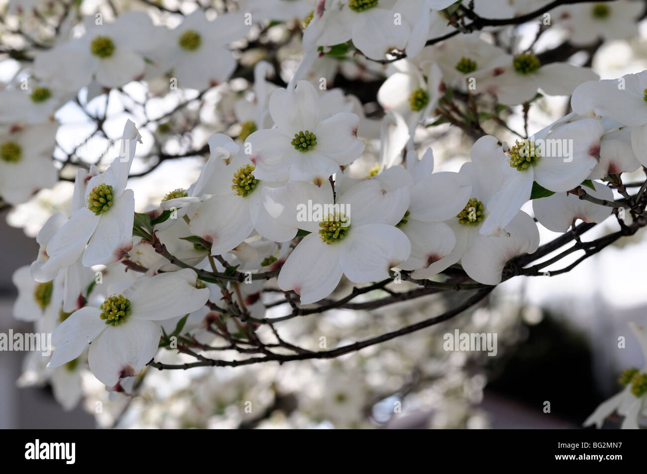 Appalachian Mountain Flora white Dogwood tree flowering spring greenery ...