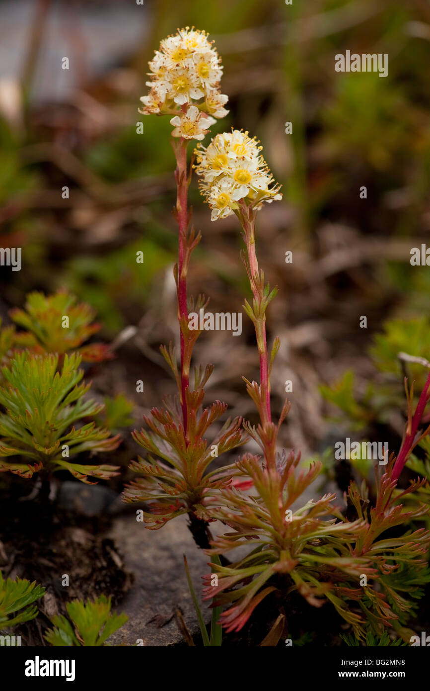 Partridge foot Luetkea pectinata on Mount Rainier National Park ...