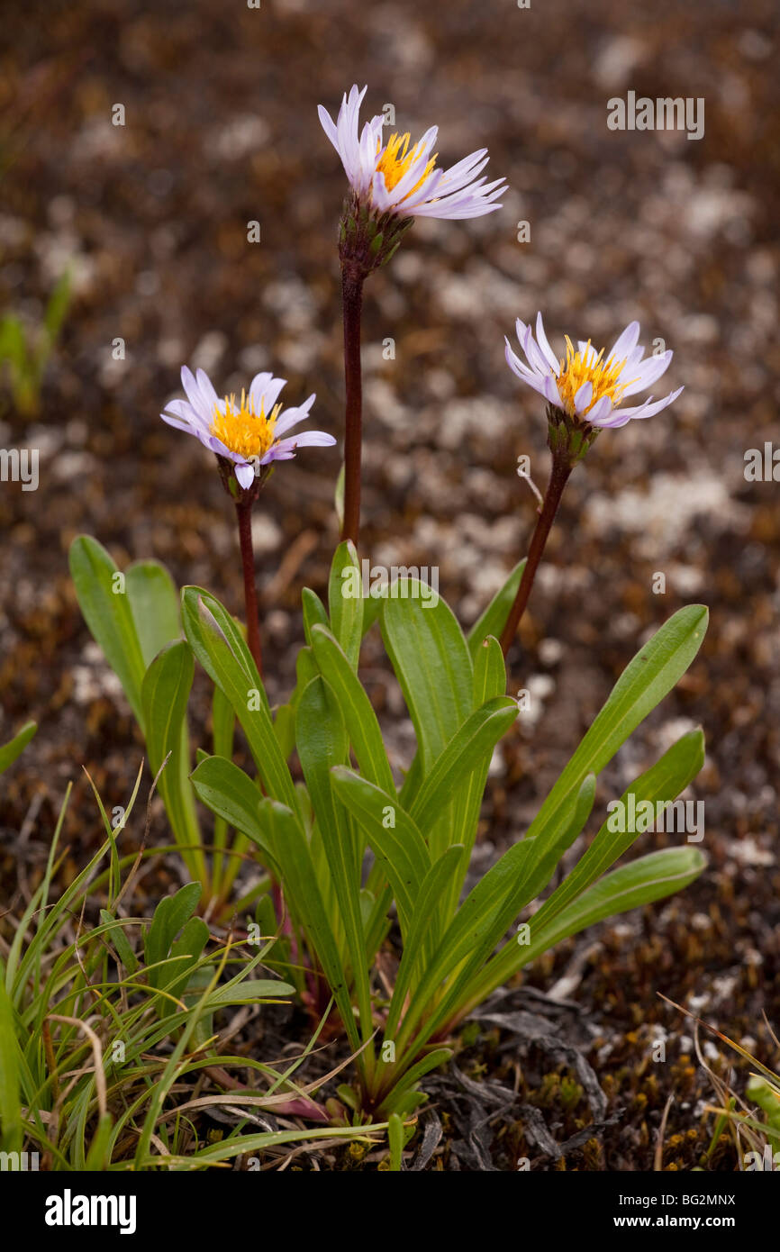 Alpine Aster, Aster alpigenus, Mount Rainier National Park, Washington ...