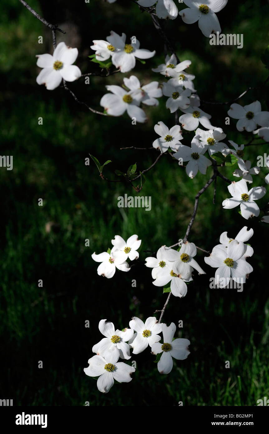 Appalachian Mountain Flora white Dogwood tree flowering spring greenery ...
