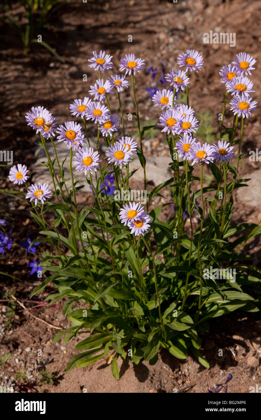 Mountain daisy Erigeron peregrinus ssp. callianthemus, Mount Rainier ...