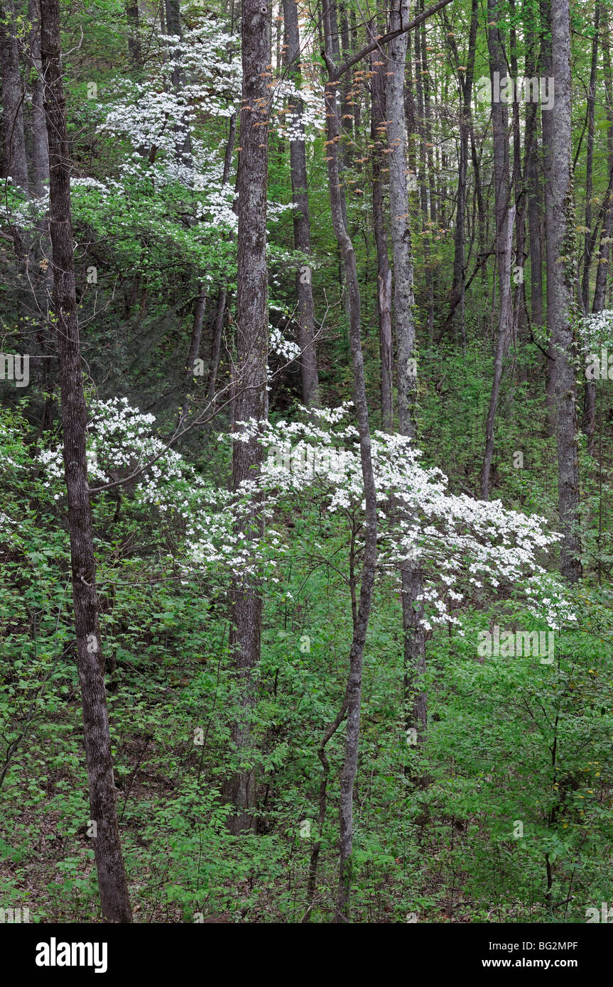 Appalachian Mountain Flora white Dogwood tree flowering spring greenery ...