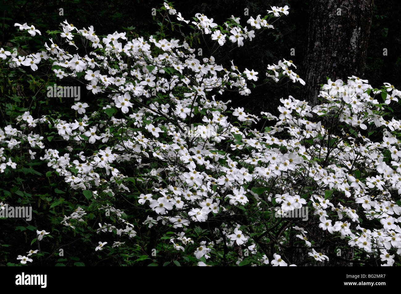 Appalachian Mountain Flora white Dogwood tree flowering spring greenery ...