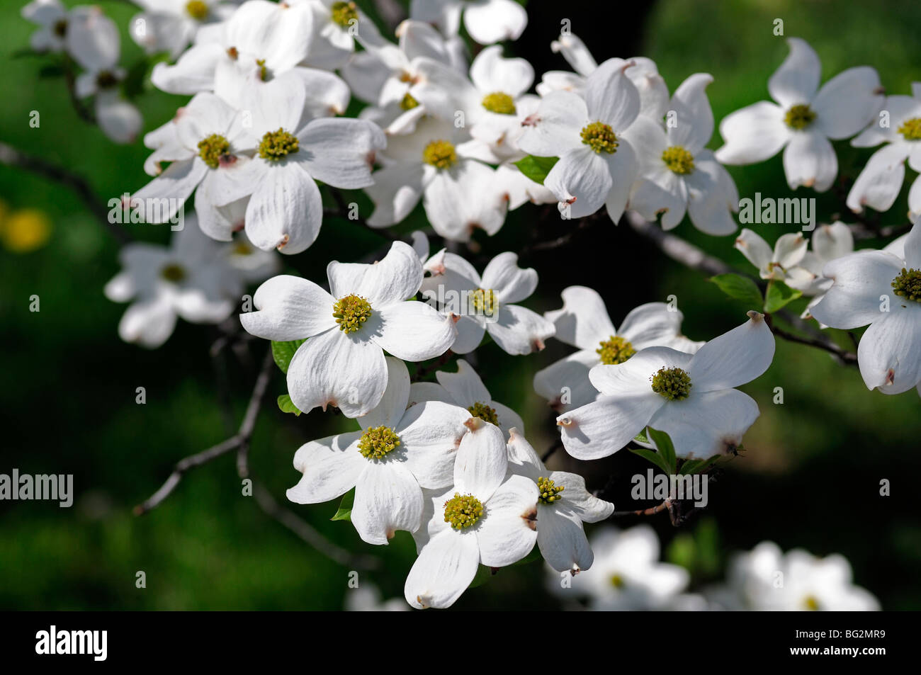 Appalachian Mountain Flora white Dogwood tree flowering spring greenery ...