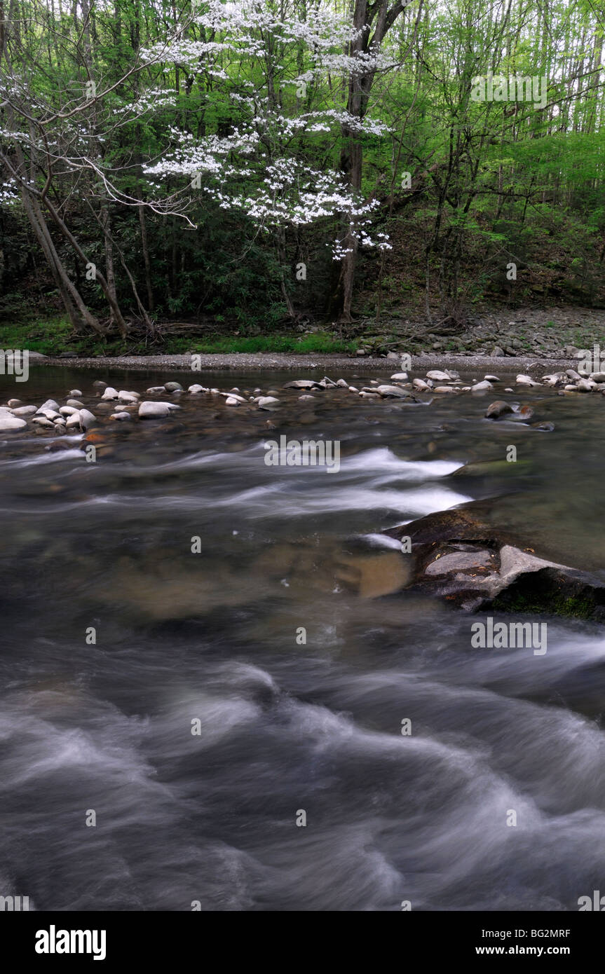 Appalachian Mountain Flora tree flowering spring greenery great smoky ...