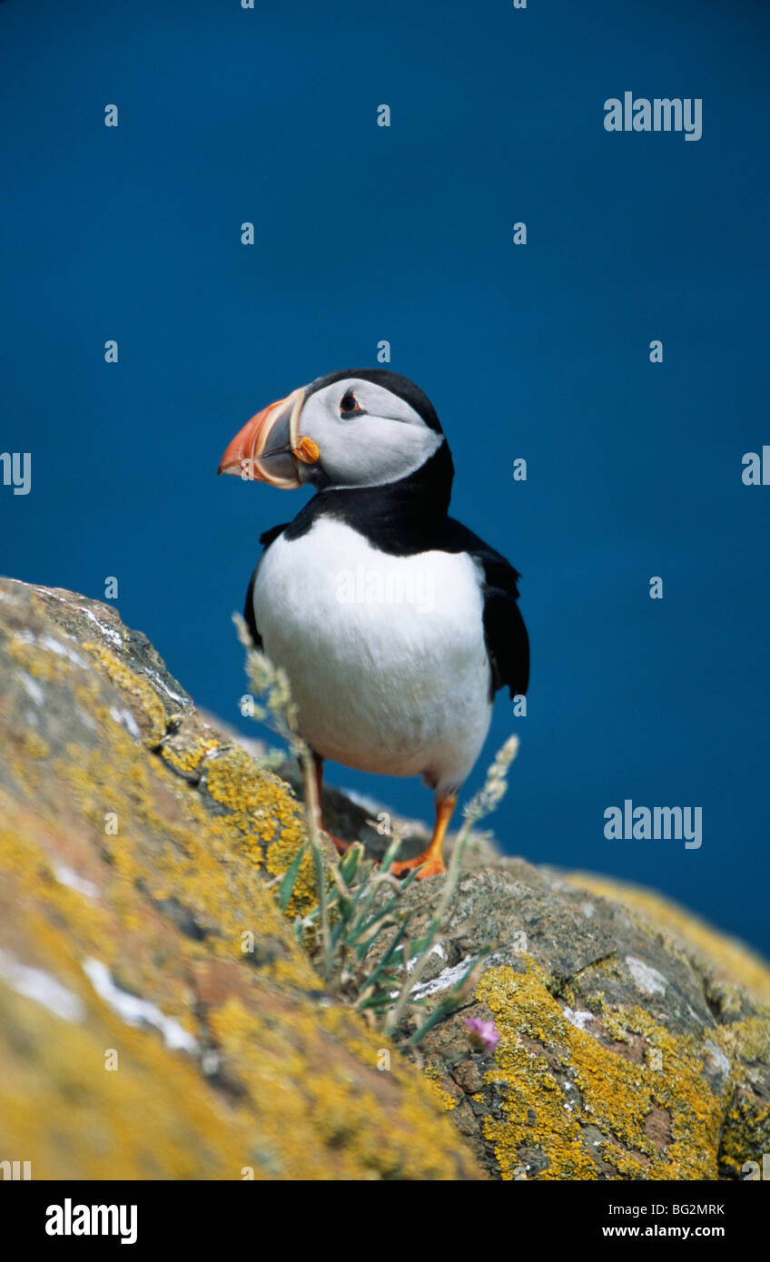 Atlantic Puffin Face High Resolution Stock Photography and Images - Alamy