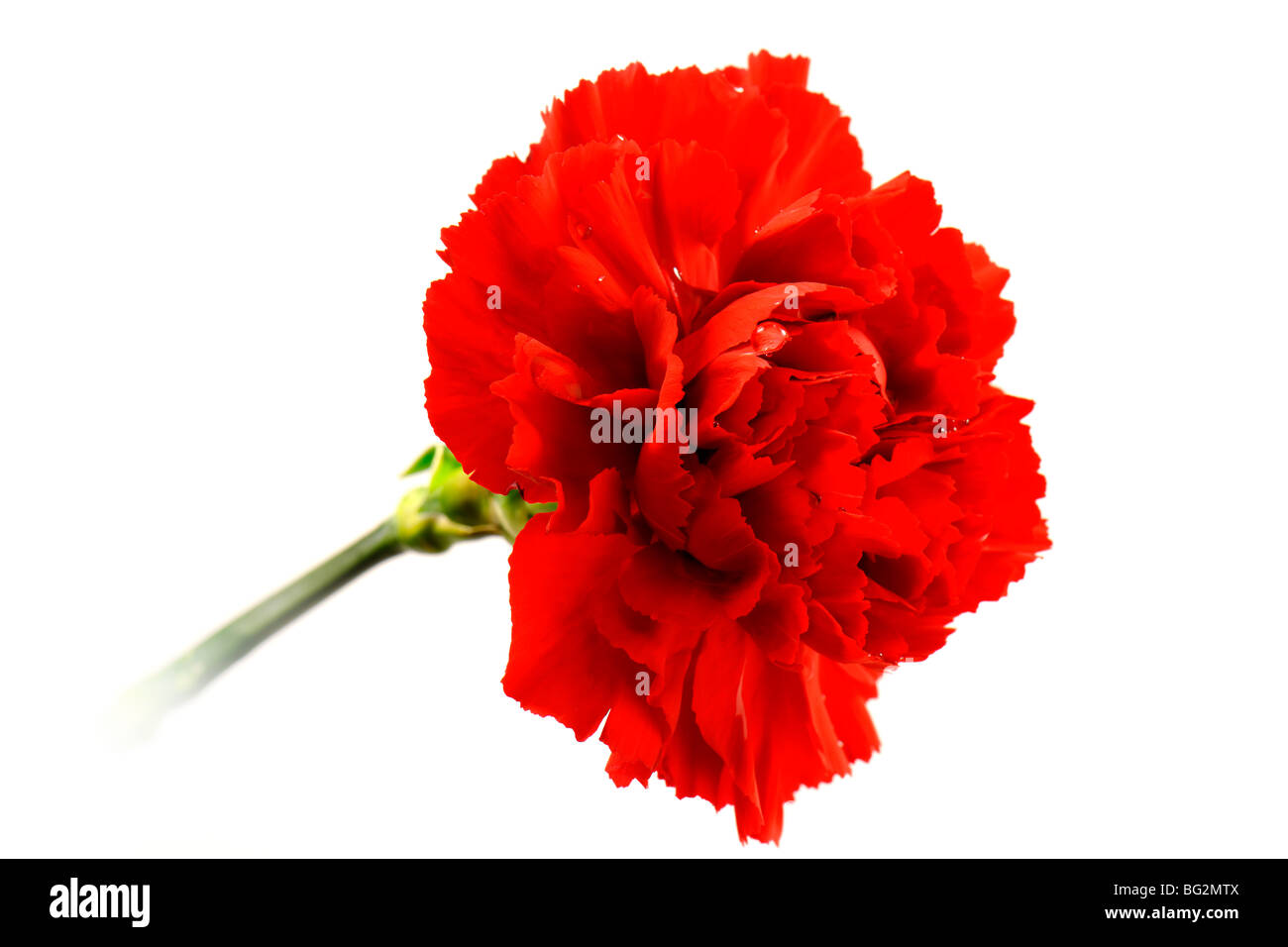 Red carnation flower Cut Out Stock Images & Pictures - Alamy
