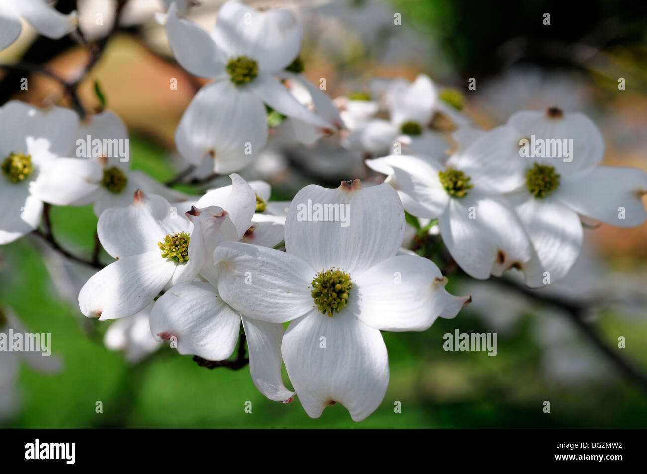 Appalachian Mountain Flora white Dogwood tree flowering spring smoky ...