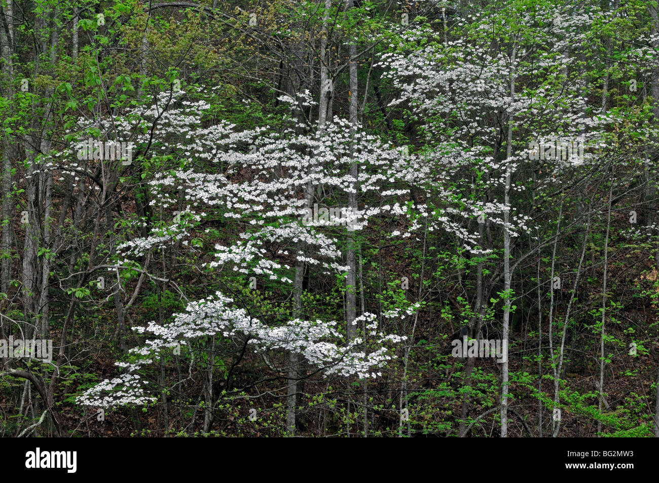 Appalachian Mountain Flora white Dogwood tree flowering spring greenery ...